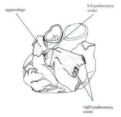 Anatomy of the Heart